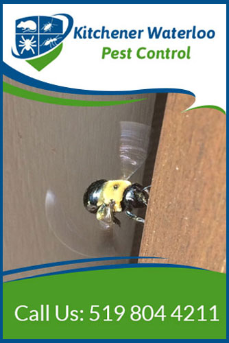 Kitchener Waterloo Pest Control | Latest Blogs and Articles